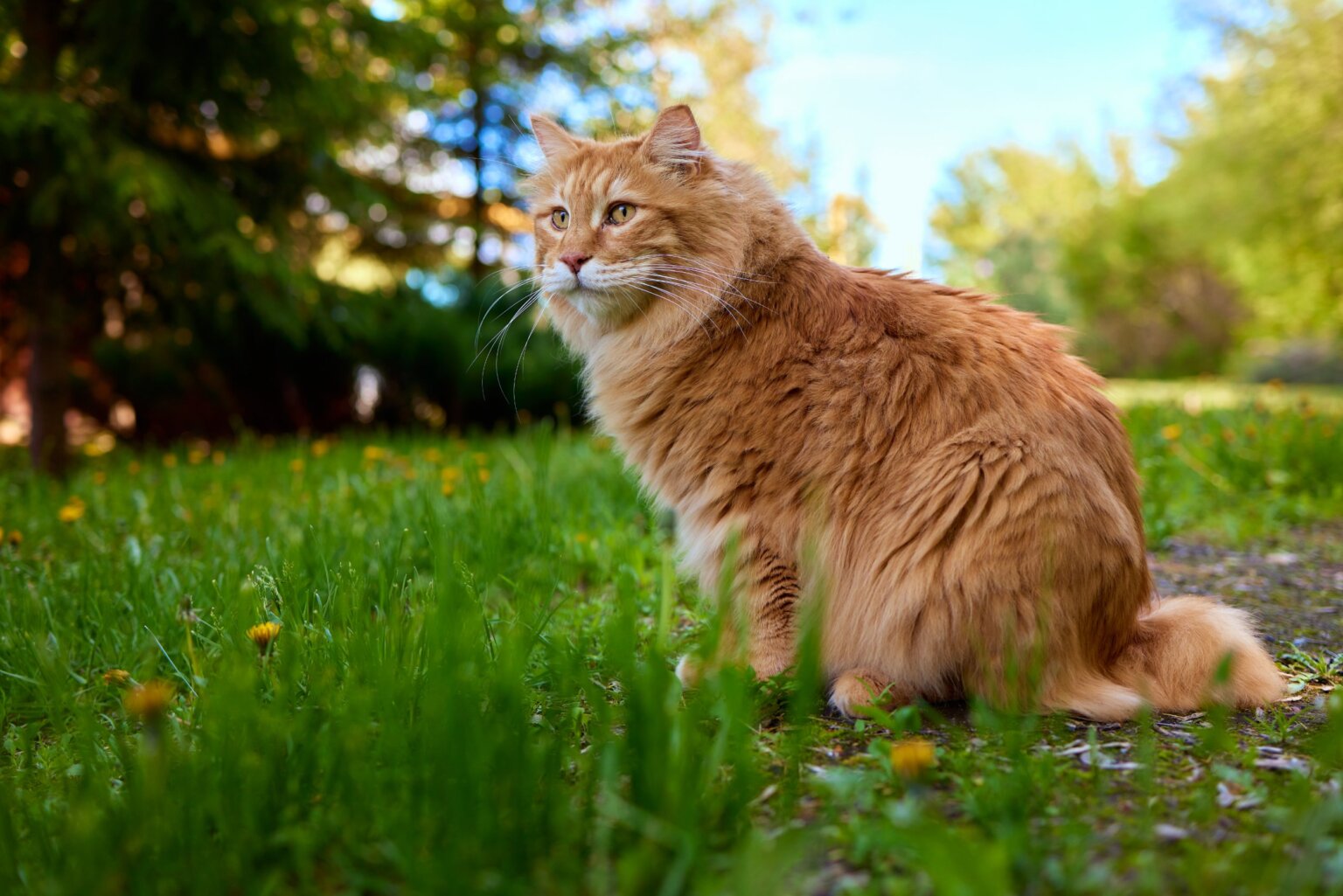 Descubre los 10 gatos más raros del mundo