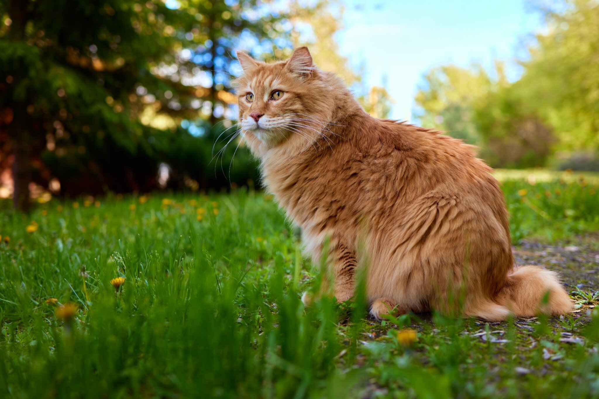 Descubre los 10 gatos más raros del mundo