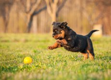 Cómo manejar el celo de una perrita en casa - Mis Animales