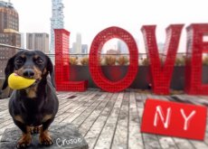 Receta de arroz con carne para perros pequeños - Mis animales