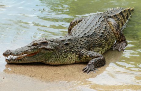 Cocodrilo: características, comportamiento y hábitat - Mis animales