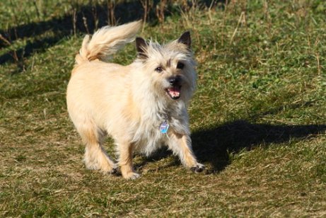 Razas de perros con patas cortas - Mis animales