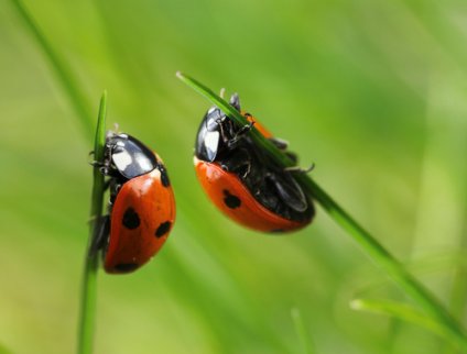 Diferencias entre insectos y arácnidos - Mis animales