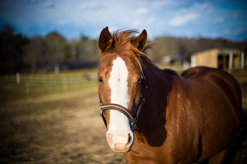 Origen de la mula: te contamos su historia - Mis Animales