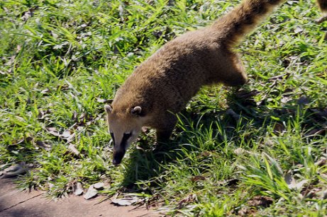 Coatí: características, comportamiento y hábitat - Mis animales