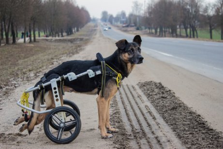 ¿Cómo tener un perro parapléjico? - Mis animales
