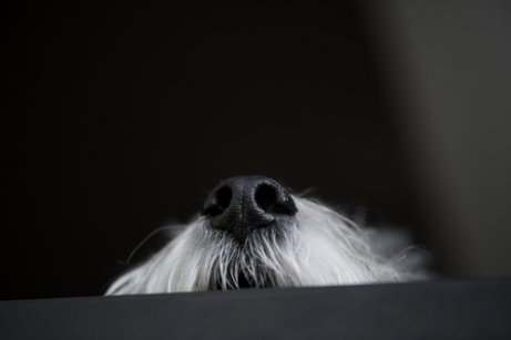 ¿Para qué sirven los bigotes de los perros? - Mis animales