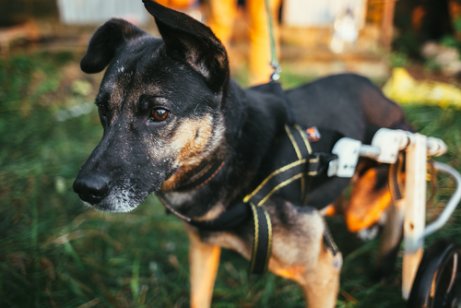 ¿Cómo tener un perro parapléjico? - Mis animales
