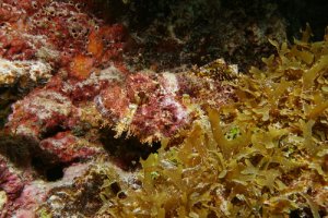 Animales que se camuflan