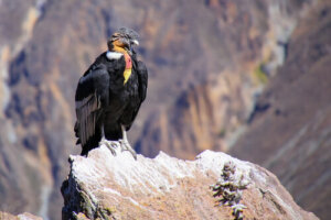 10 animales de la estepa - Mis animales