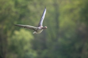 Todo sobre la oca - Mis animales