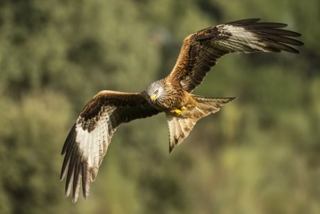 Todo lo que debes conocer sobre el milano real - Mis animales