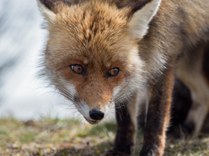 La hibernación del lirón, el roedor dormilón - Mis animales