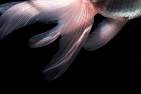 5 formas de colas en peces - Mis animales