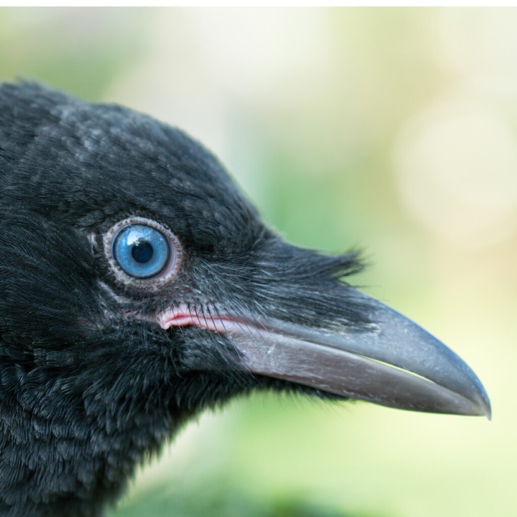 10 especies de cuervos - Mis animales