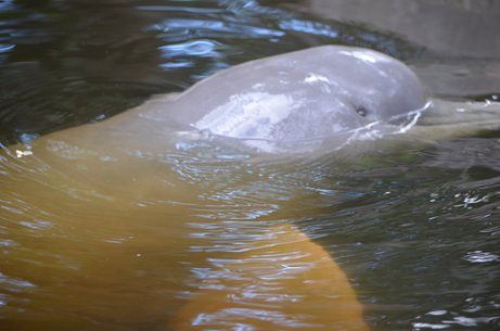 5 delfines de río - Mis animales