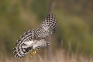 El gavilán: características y comportamiento - Mis Animales