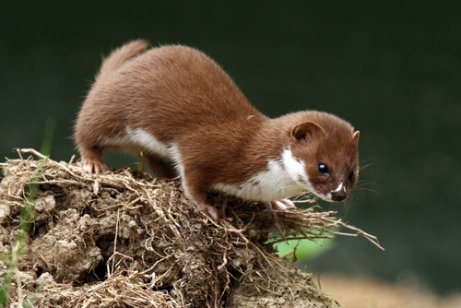 5 especies de comadrejas - Mis animales