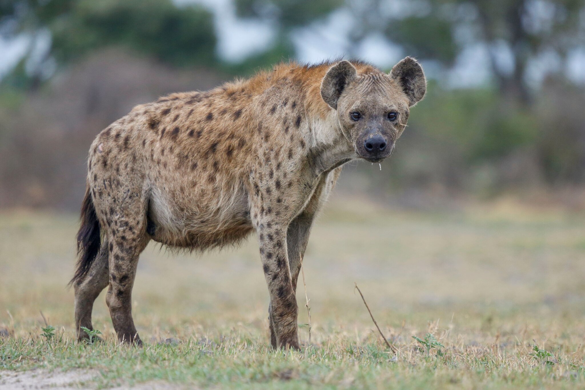 Los 30 animales más peligrosos del mundo - Mis animales