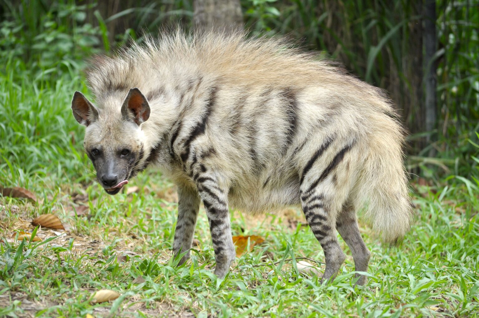 Los 30 animales más peligrosos del mundo - Mis animales