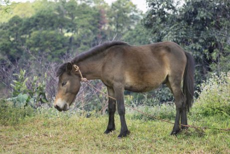 Curiosidades de la mula, un animal 'cruzado' - Mis animales