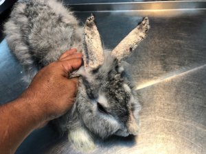 La sarna en el conejo doméstico - Mis animales