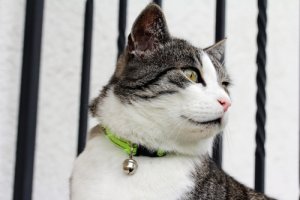 La tos en los gatos - Mis animales