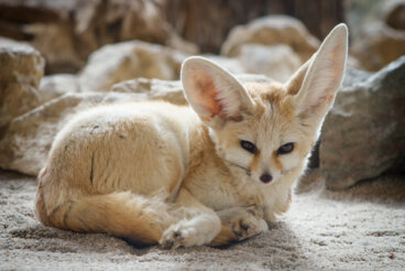Animales con orejas muy grandes - Mis animales