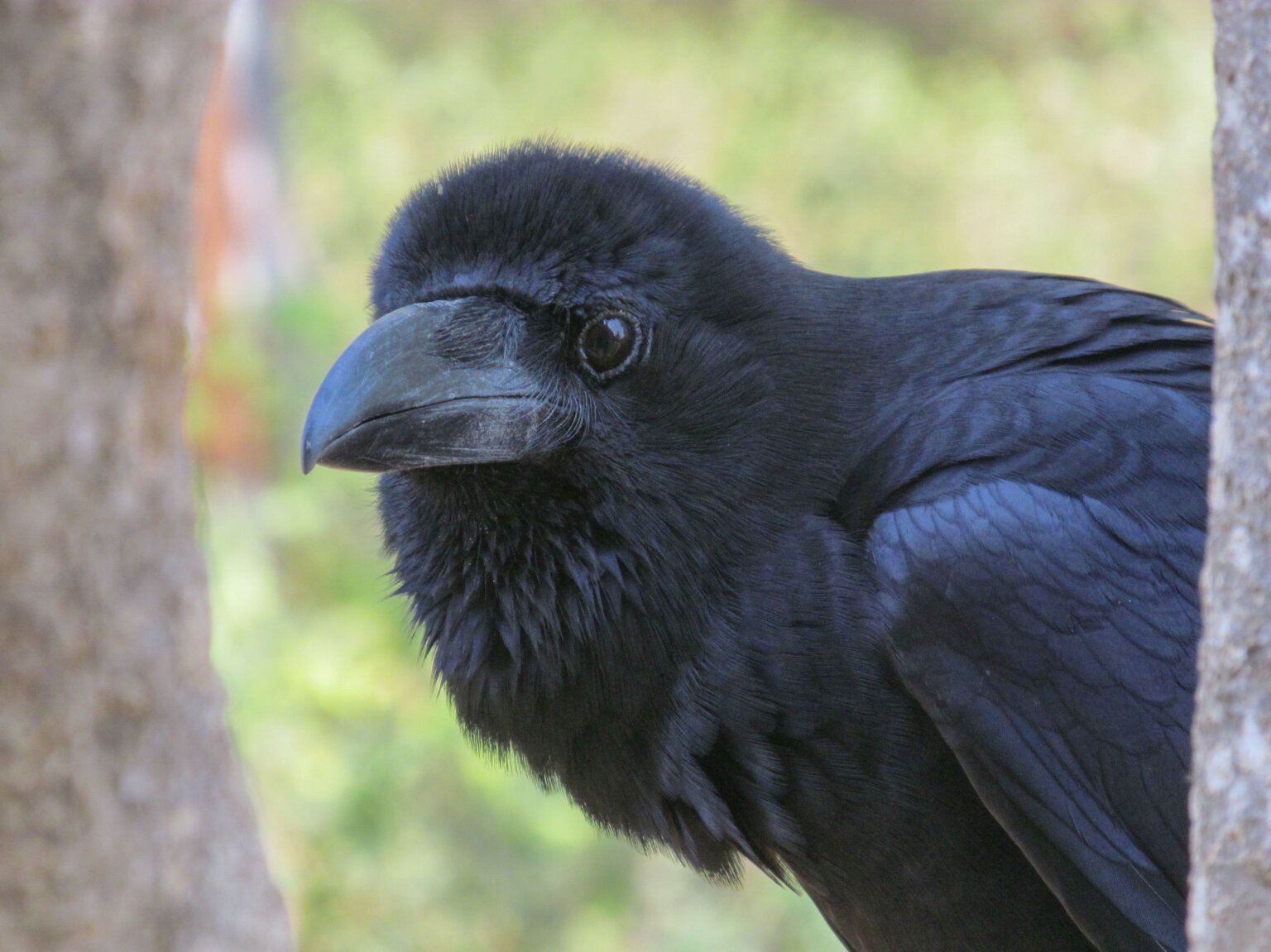 El cuervo como mascota, ¿completa locura? - Mis animales