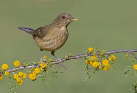 5 especies de zorzales - Mis animales