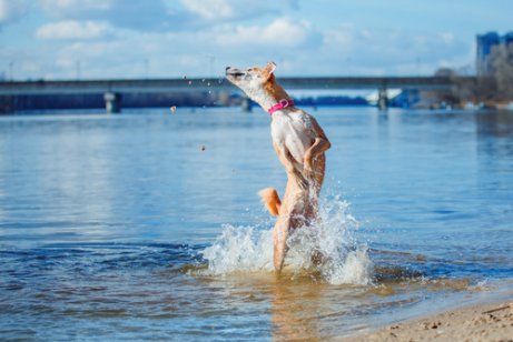 ¿Me puedo llevar a mi perro al río? - Mis animales