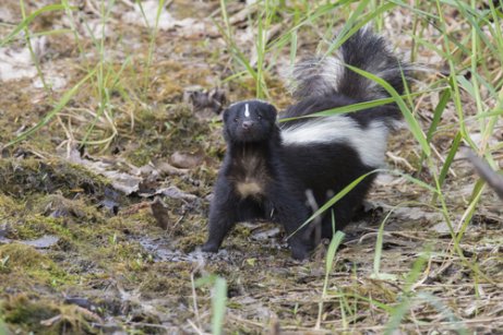 5 especies de mustélidos