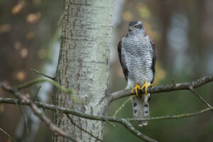 El azor: características, comportamiento y hábitat - Mis animales