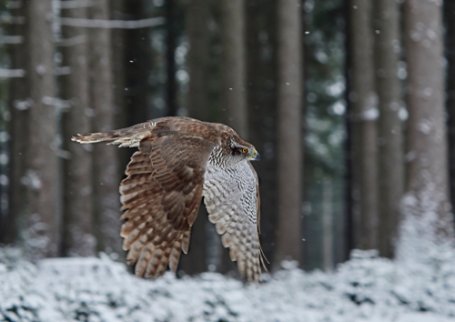 El azor: características, comportamiento y hábitat - Mis animales