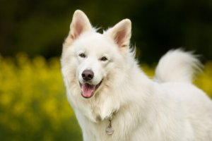 10 razas de perro de pelo largo - Mis animales