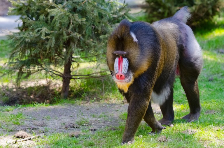 Características y hábitat del mandril - Mis animales