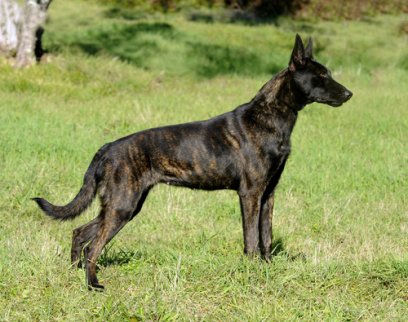 Características del pastor holandés o dutch shepherd - Mis animales