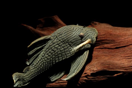 Todo lo que debes saber sobre el pez que devora madera - Mis animales