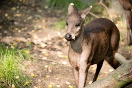 Conoce al ciervo de copete - Mis animales