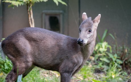 Conoce al ciervo de copete - Mis animales
