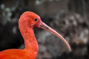 El corocoro rojo y sus características - Mis animales