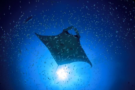Una especie marina poco conocida: las rayas - Mis animales