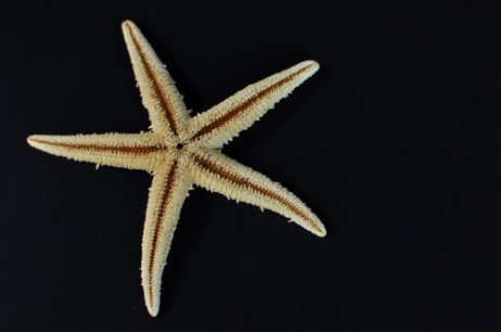 Nutrición y ciclo de vida de la estrella de mar - Mis animales