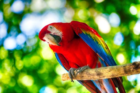 ¿Cuáles son los diferentes tipos de picos en las aves? - Mis animales