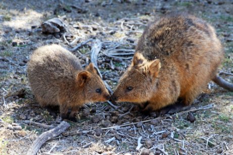 Quokka: alimentación y reproducción - Mis animales