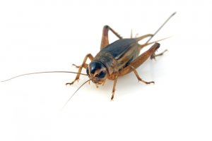 Todo lo que debes saber sobre la vida del grillo - Mis Animales