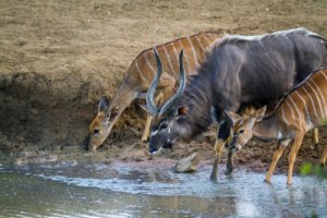 El niala: hábitat y alimentación - Mis animales