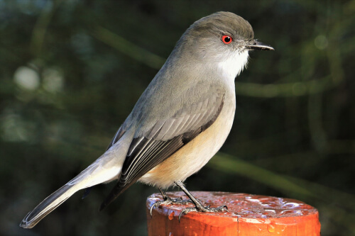 La diuca: un ave pequeña y muy común — Mis animales
