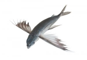 3 especies de peces voladores - Mis animales