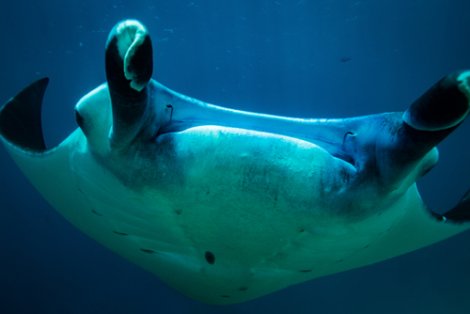 La mantarraya, bella y misteriosa - Mis animales
